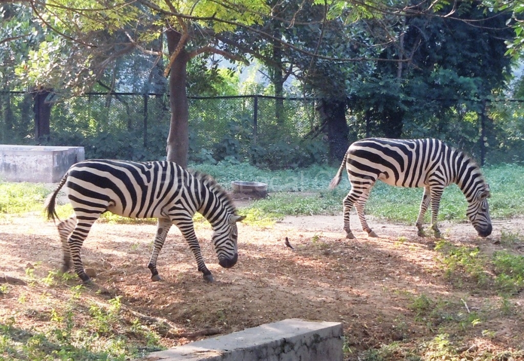 Sanjay Gandhi Biological Park|Patna Zoo : 'Lungs of Patna' - Patna Local